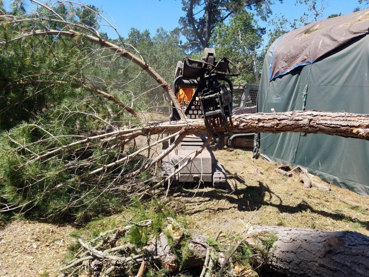 Cruz Tree Service | Seaside, CA |Tree Services, Tree Company